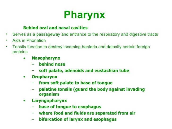 Pharynx Function