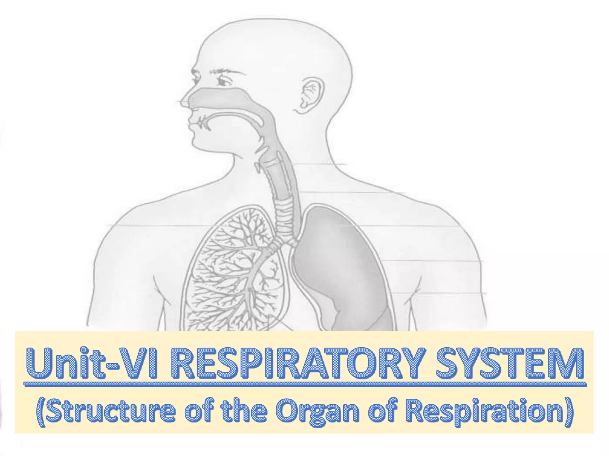 Respiratory system (Structure).pptx