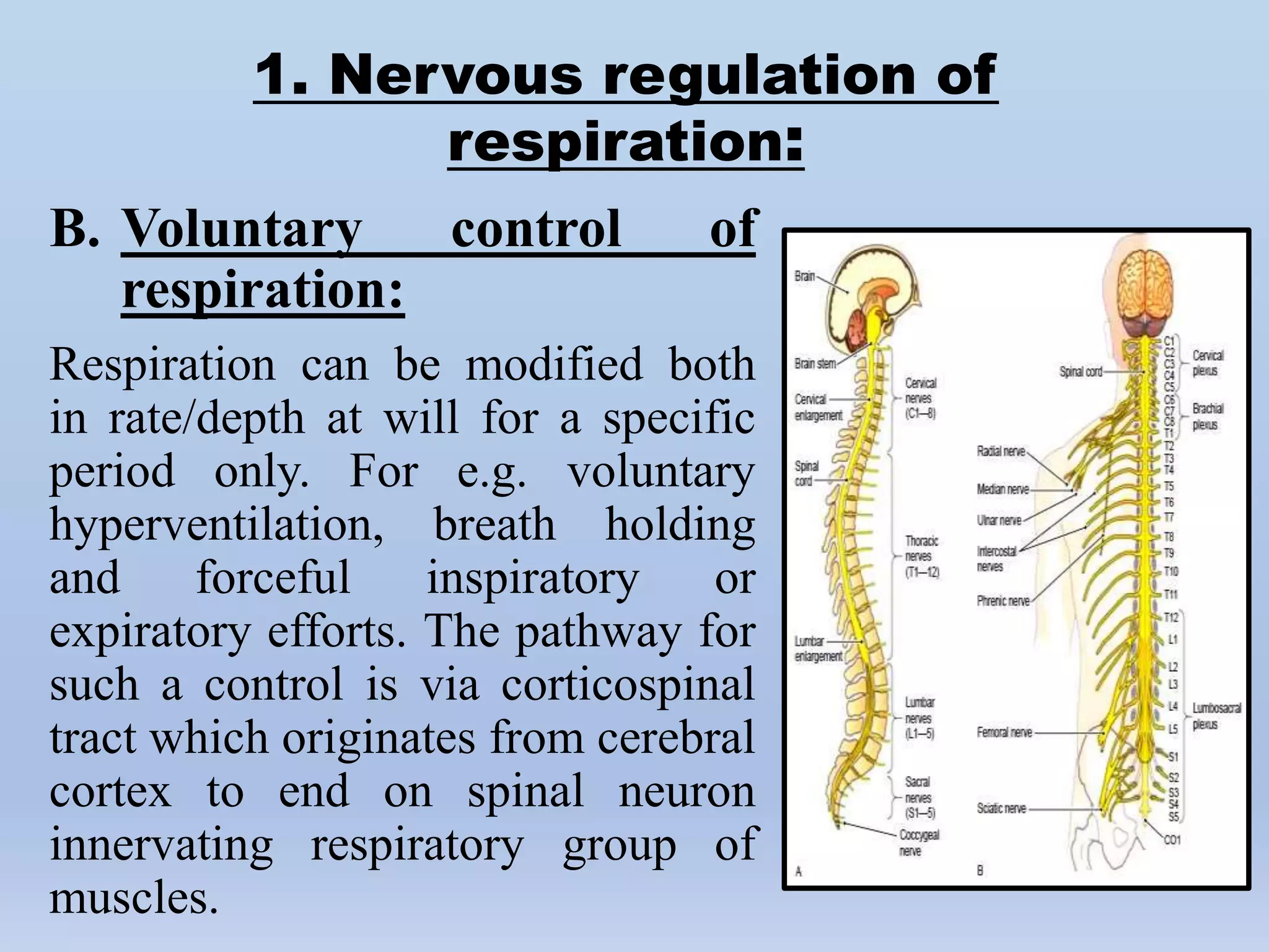 Respiratory system (Structure).pptx