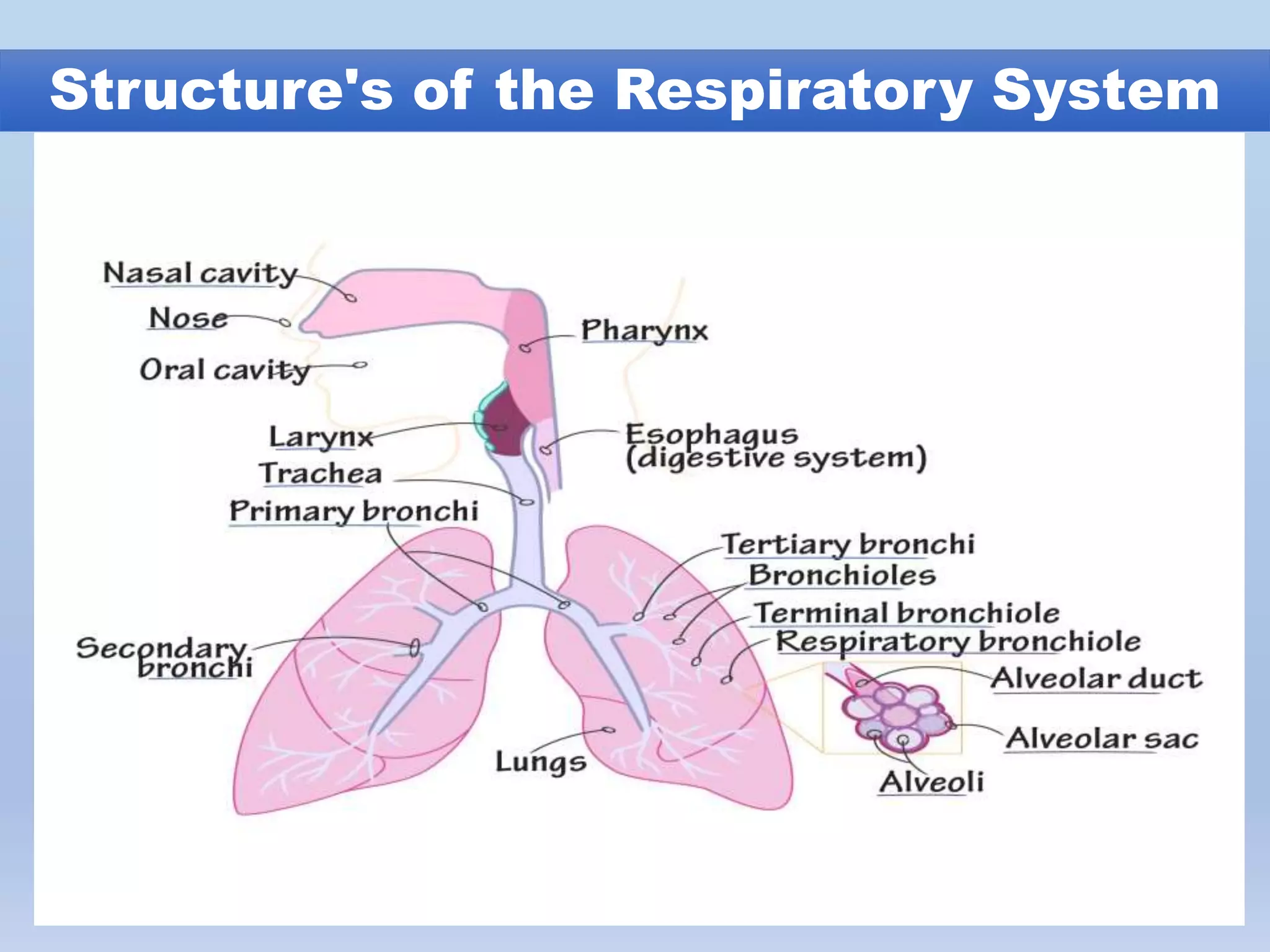 Respiratory system (Structure).pptx