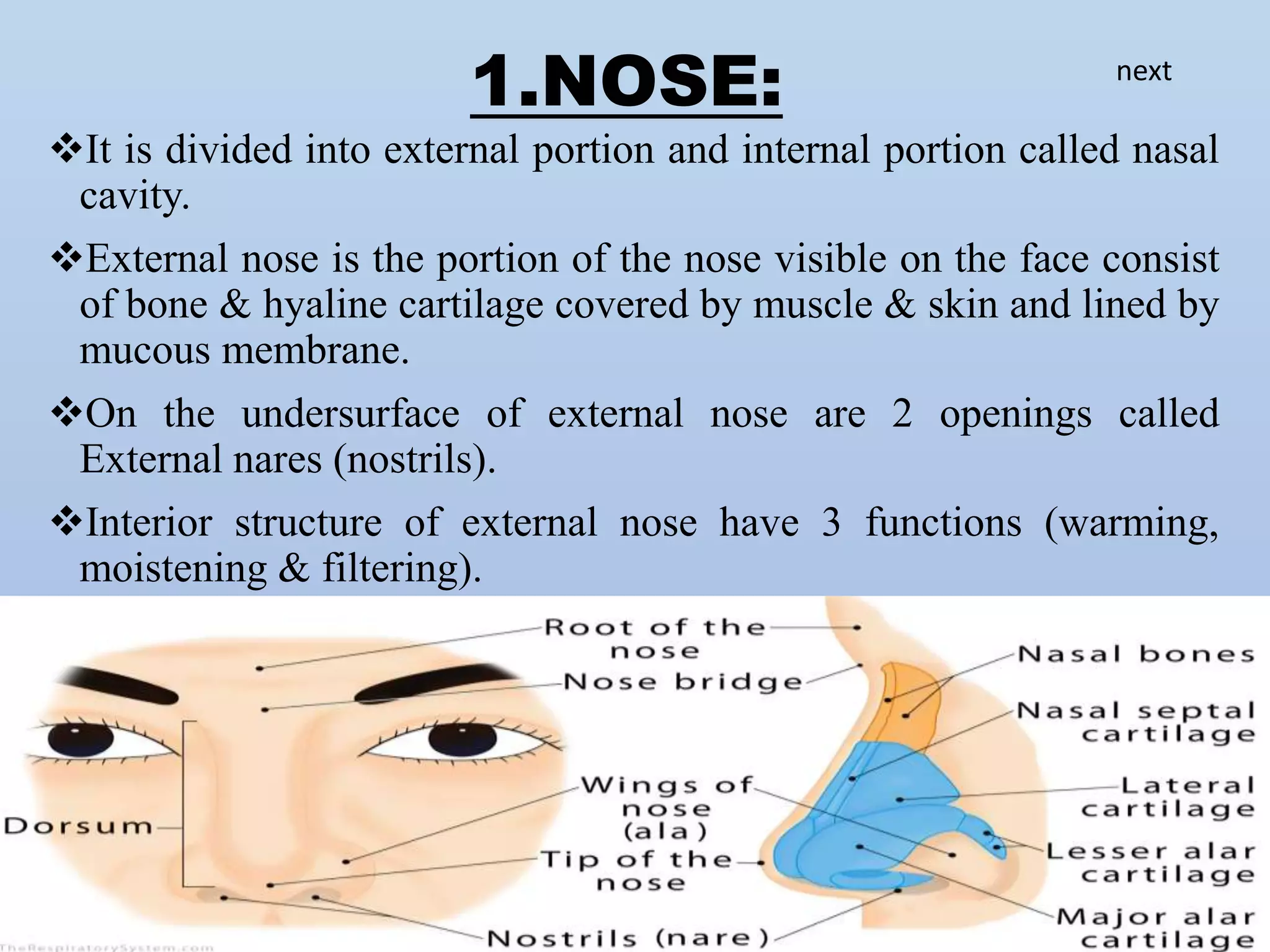Respiratory system (Structure).pptx