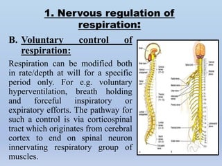 Respiratory system (Structure).pptx