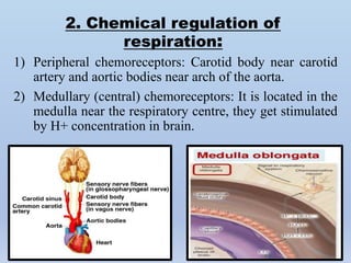 Respiratory system (Structure).pptx