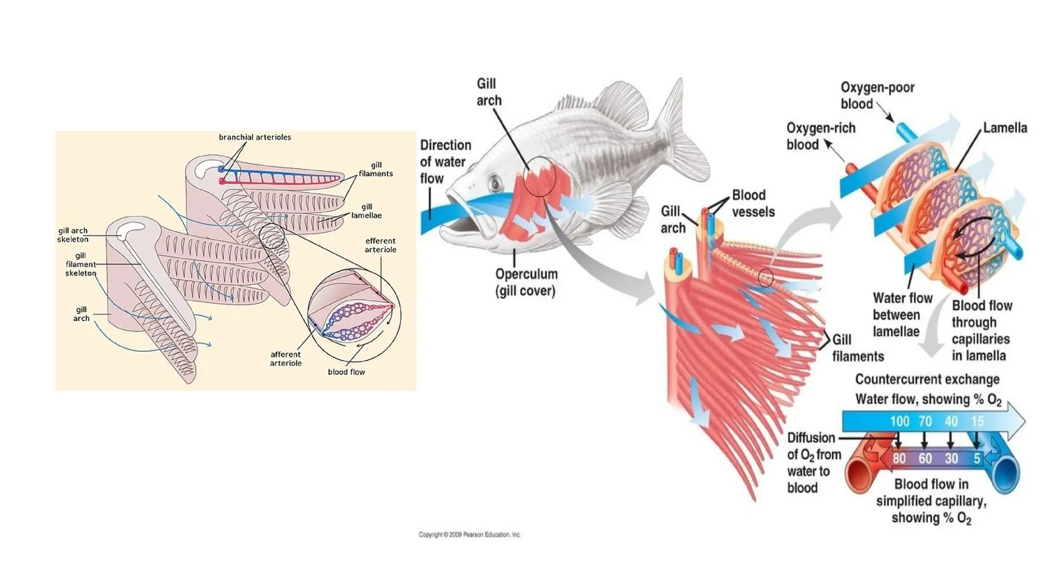 Respiratory system structure of gills, lungs & air sacs; accessory ...
