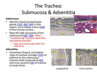 Respiratory system study guide | PPT