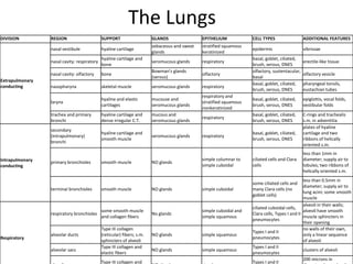 Respiratory system study guide | PPT