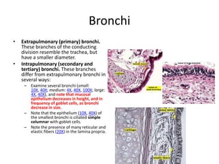 Respiratory system study guide | PPTX