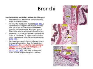 Respiratory system study guide | PPT