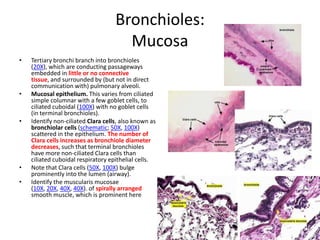 Respiratory system study guide | PPT