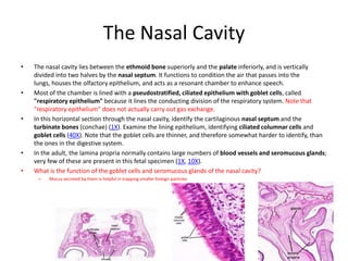 Respiratory system study guide | PPTX