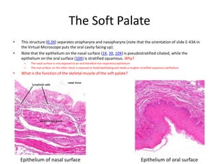 Respiratory system study guide | PPT