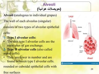 Respiratory System Theory .pptx
