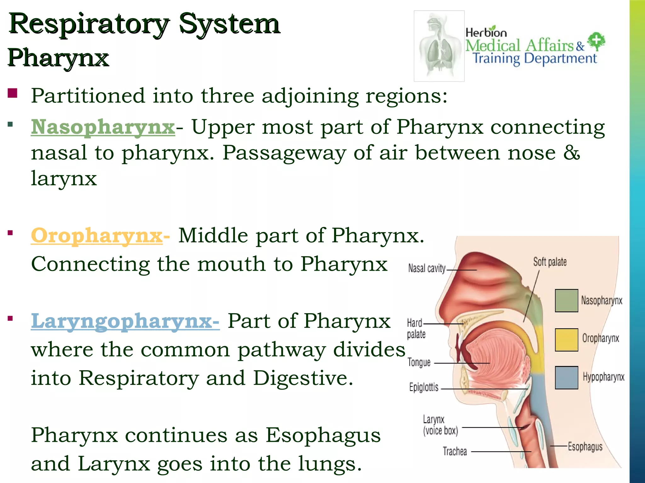 Respiratory System Training | PPT