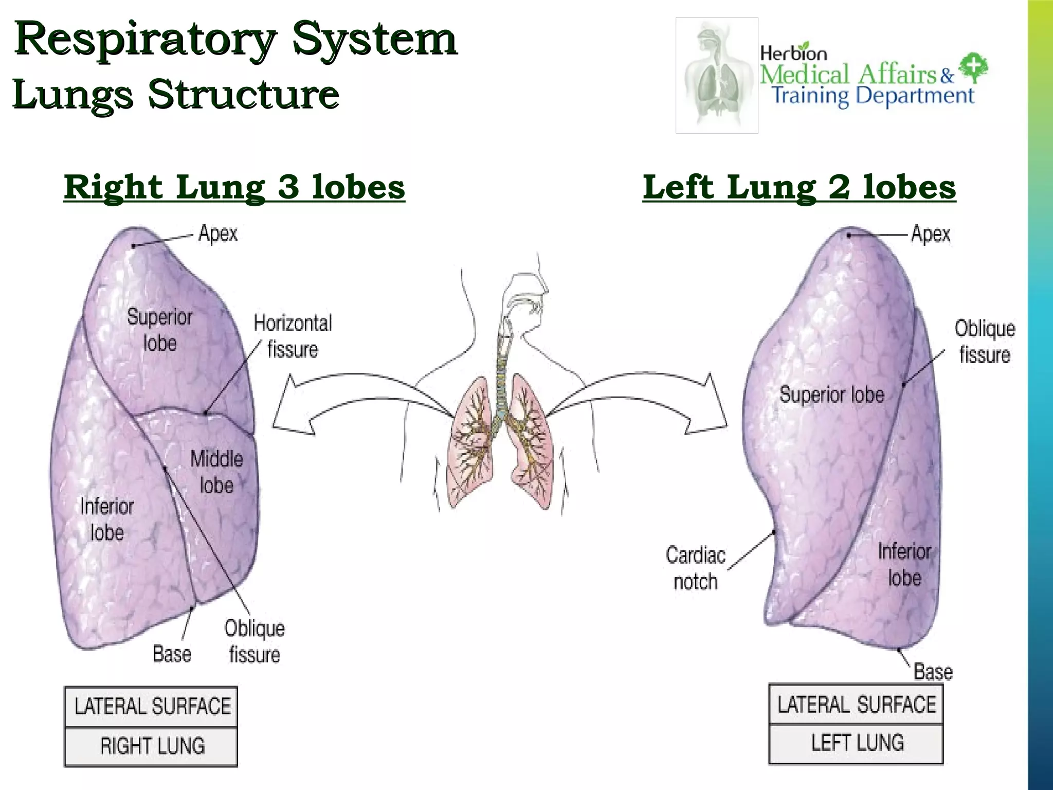Respiratory System Training | PPT