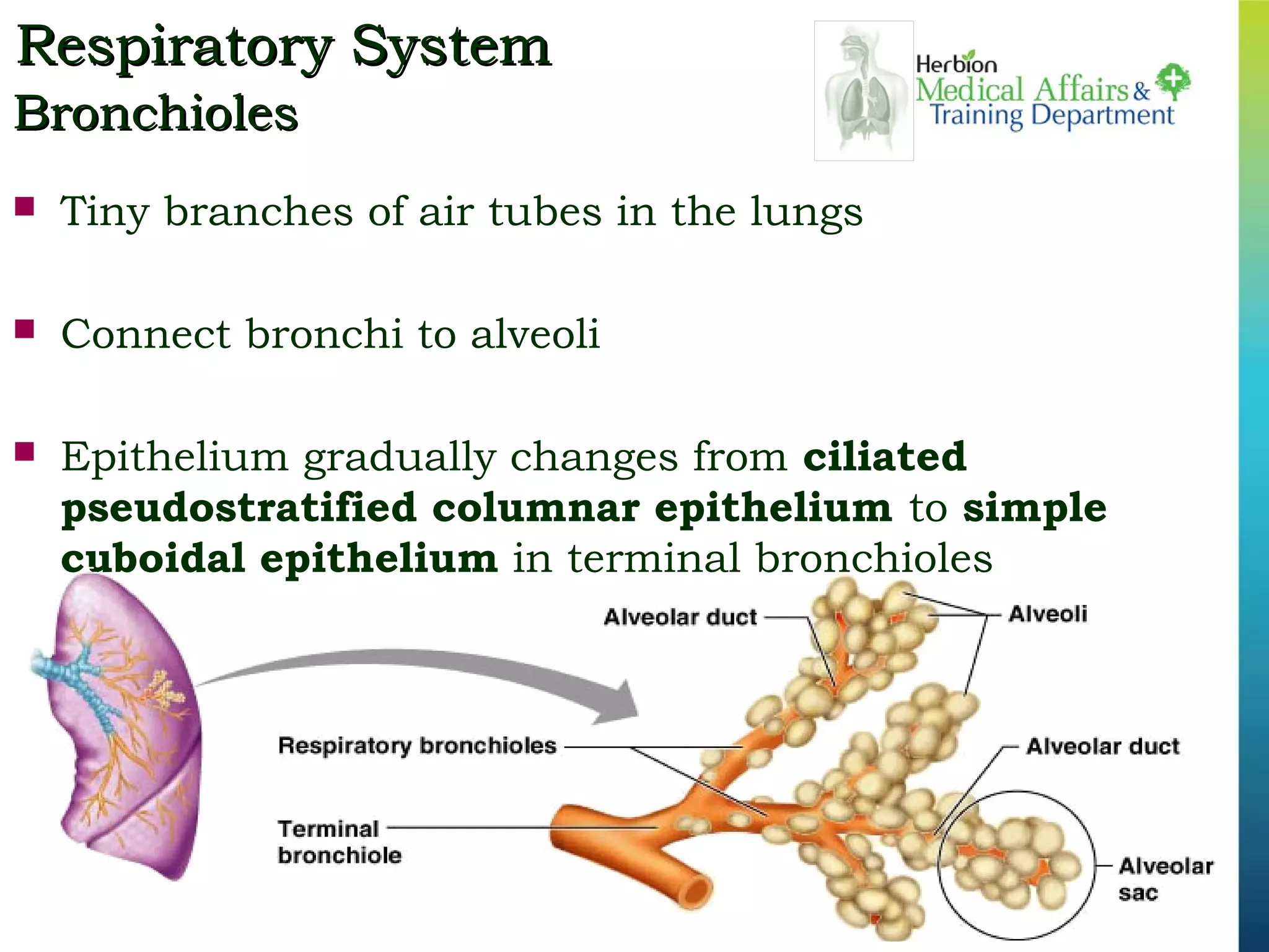 Respiratory System Training | PPT