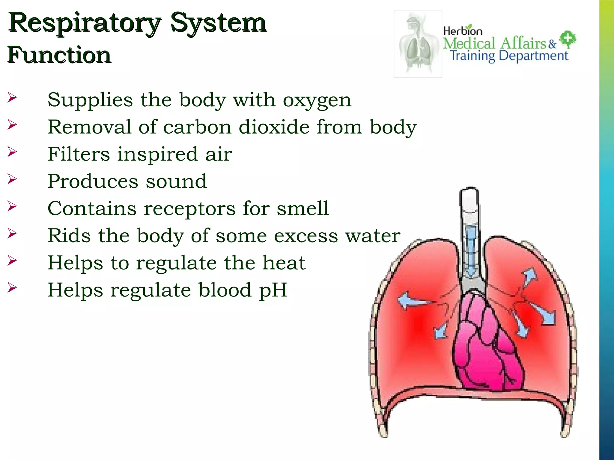 Respiratory System Training | PPT