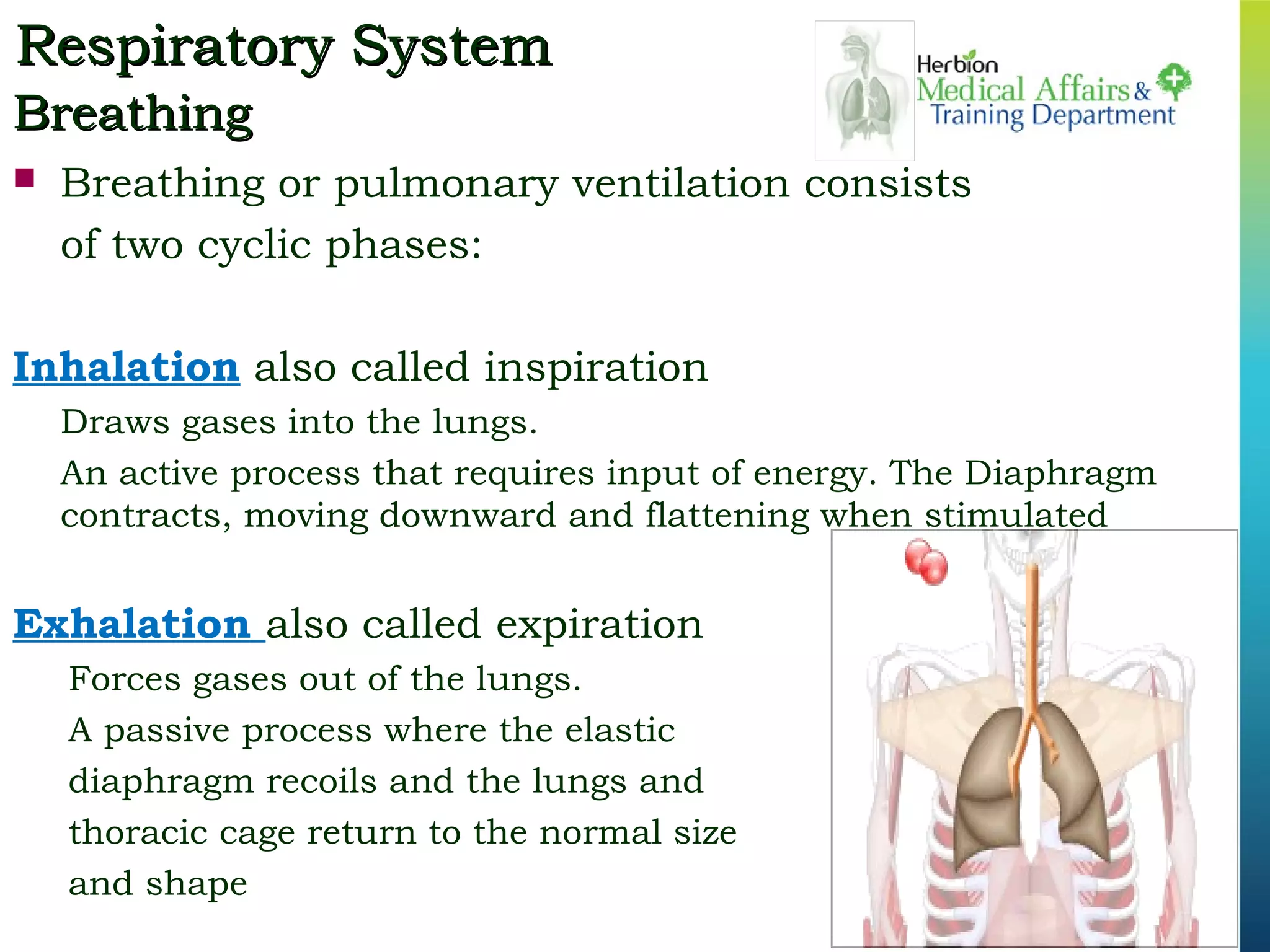 Respiratory System Training | PPT
