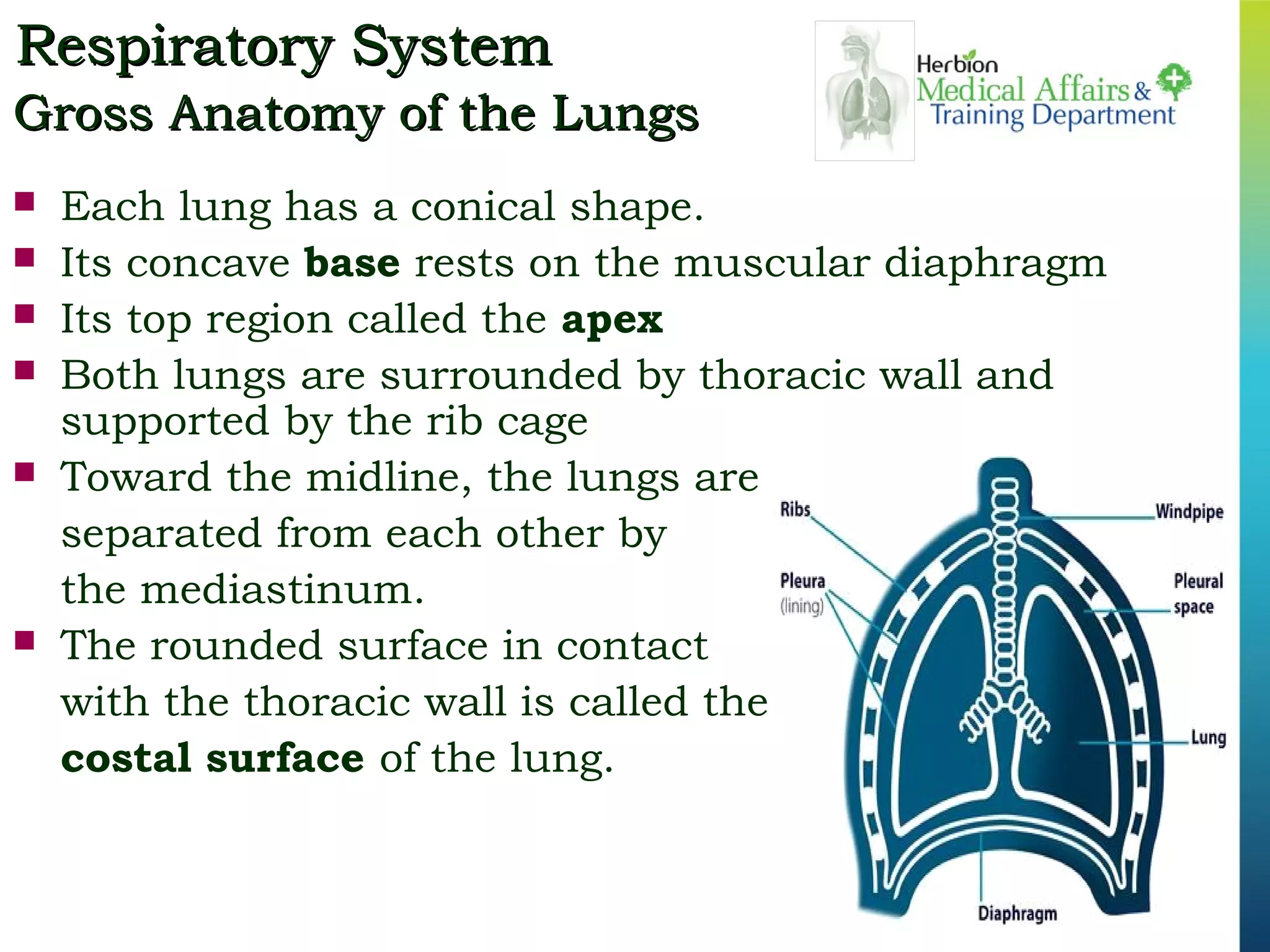 Respiratory System Training | PPT