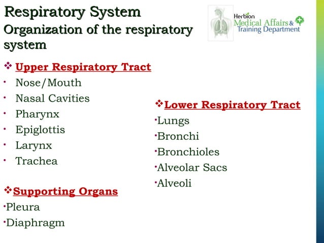 Respiratory System Training | PPT