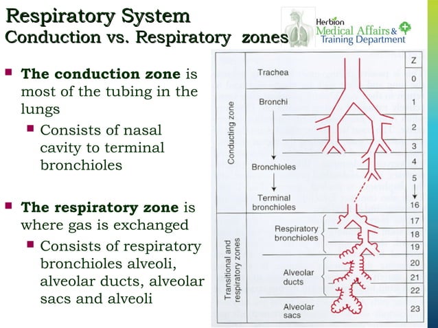 Respiratory System Training | PPT