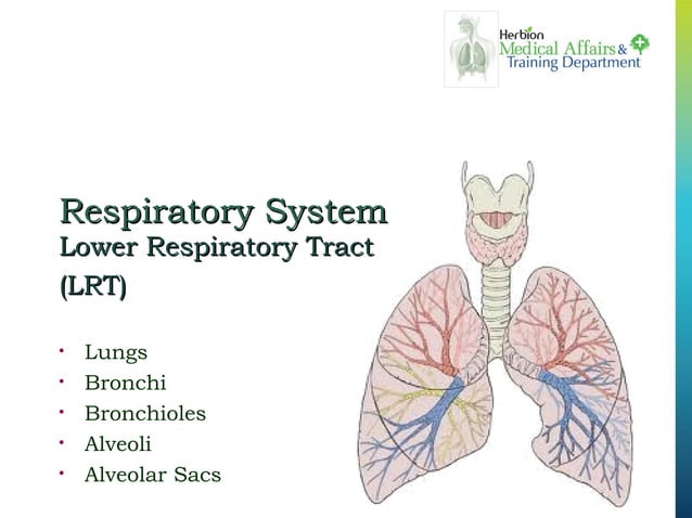 Respiratory System Training | PPT