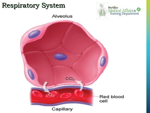 Respiratory System Training | PPT