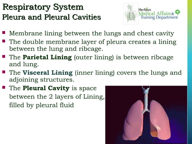 Respiratory System Training | PPT