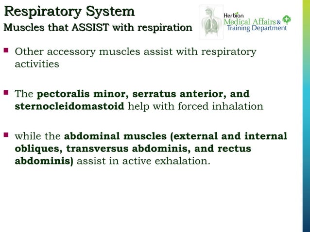 Respiratory System Training | PPT