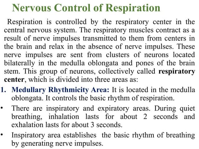 Respiratory System unit-I.pptx.p........ | PPT