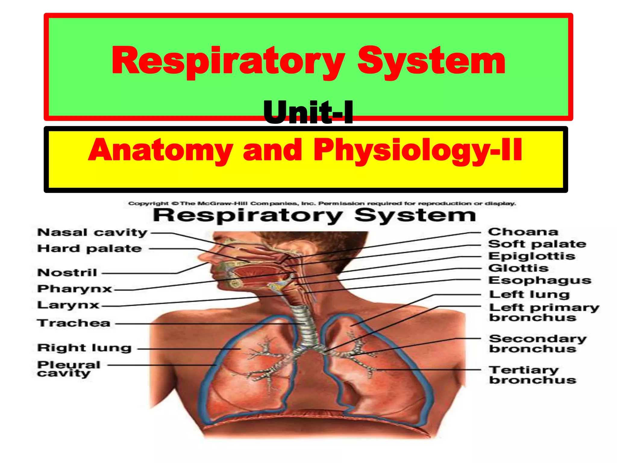 Respiratory System unit-I cop.pptx