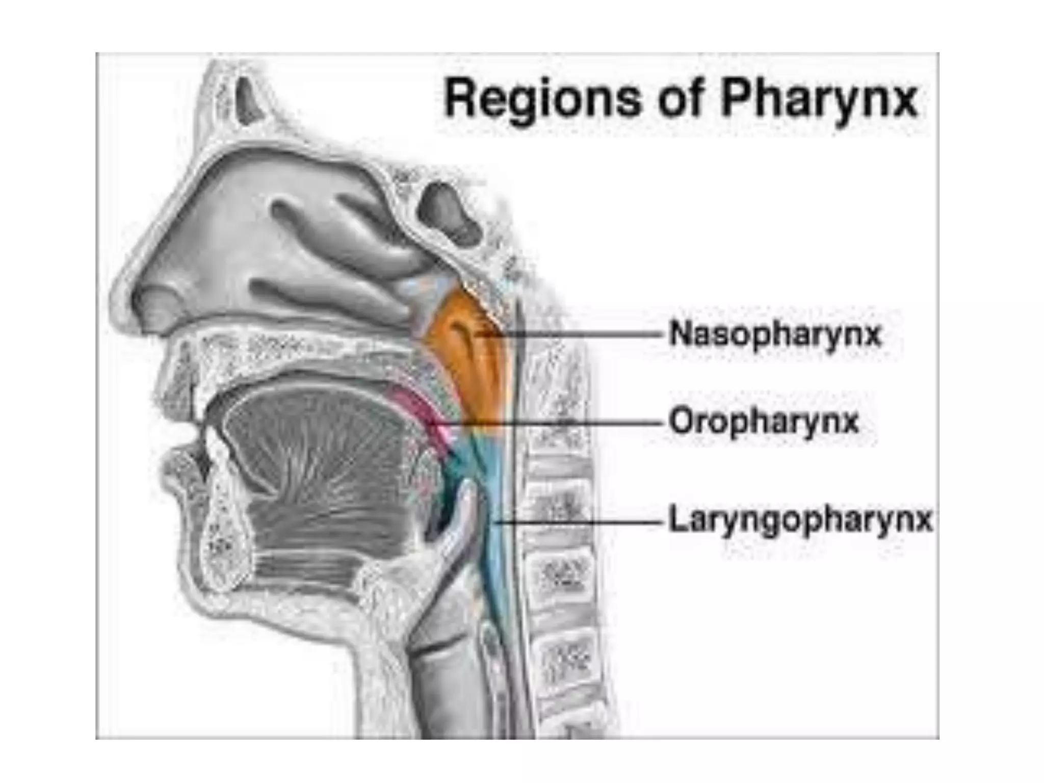 Respiratory System unit-I cop.pptx