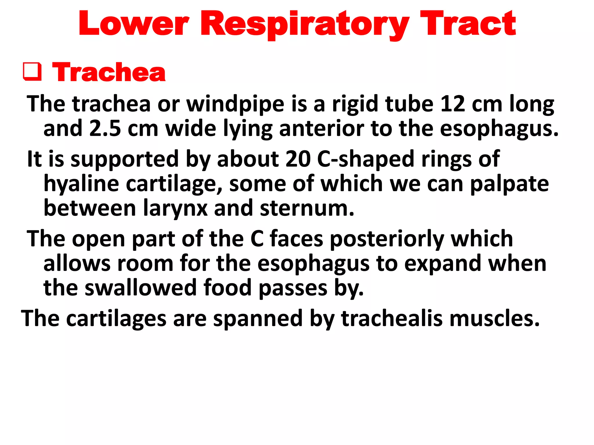 Respiratory System unit-I cop.pptx