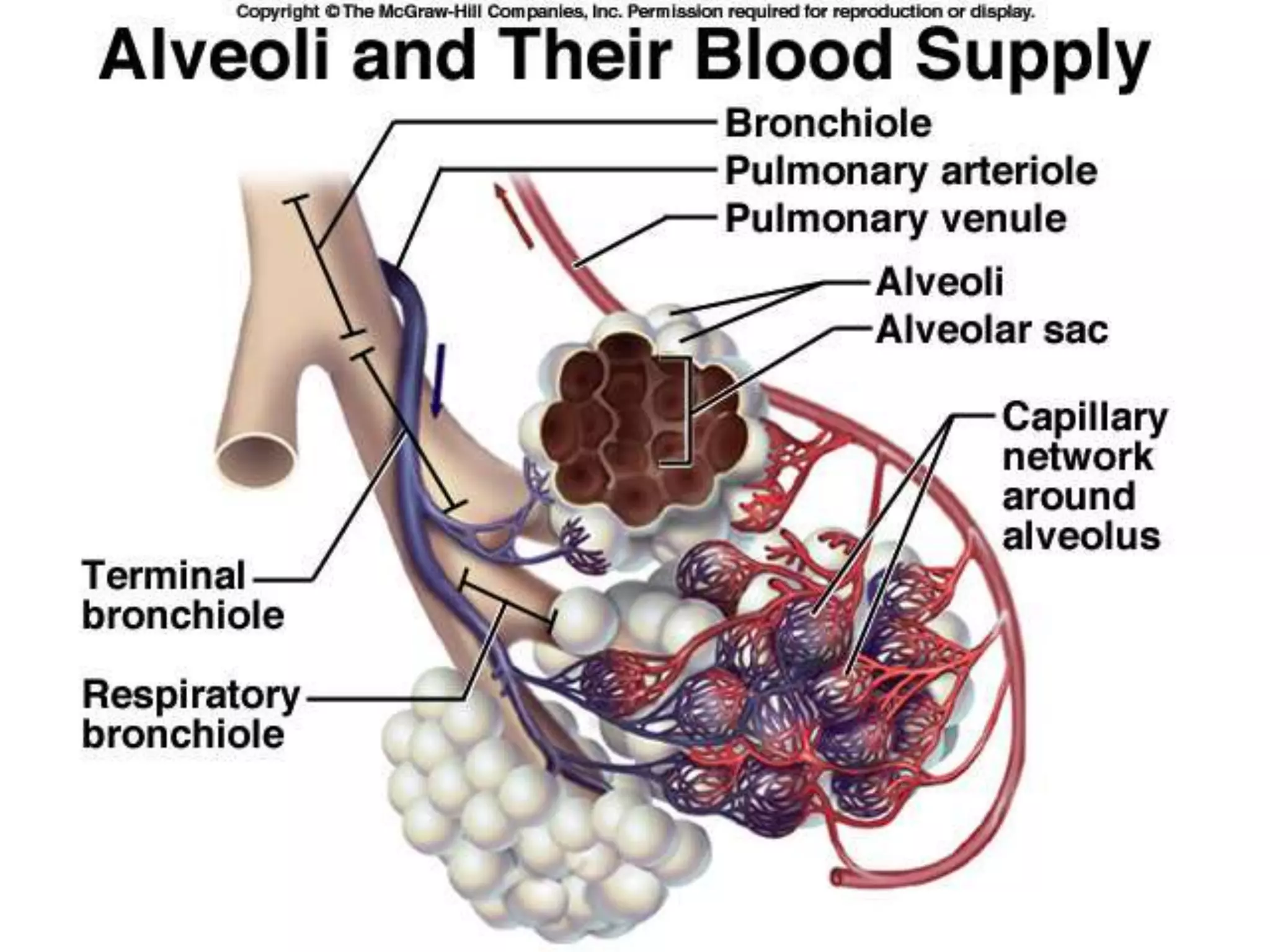 Respiratory System unit-I cop.pptx