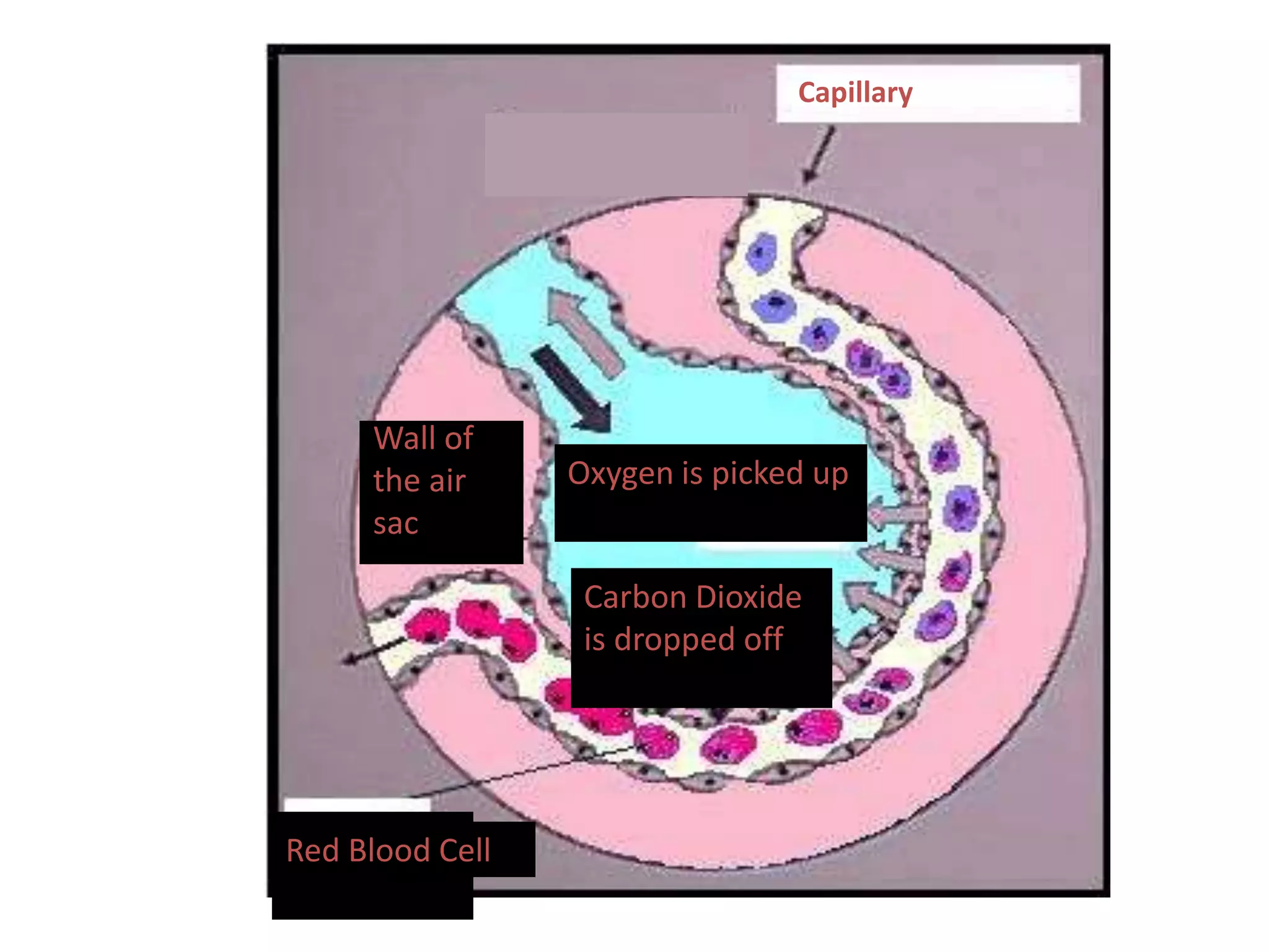 Respiratory System unit-I cop.pptx