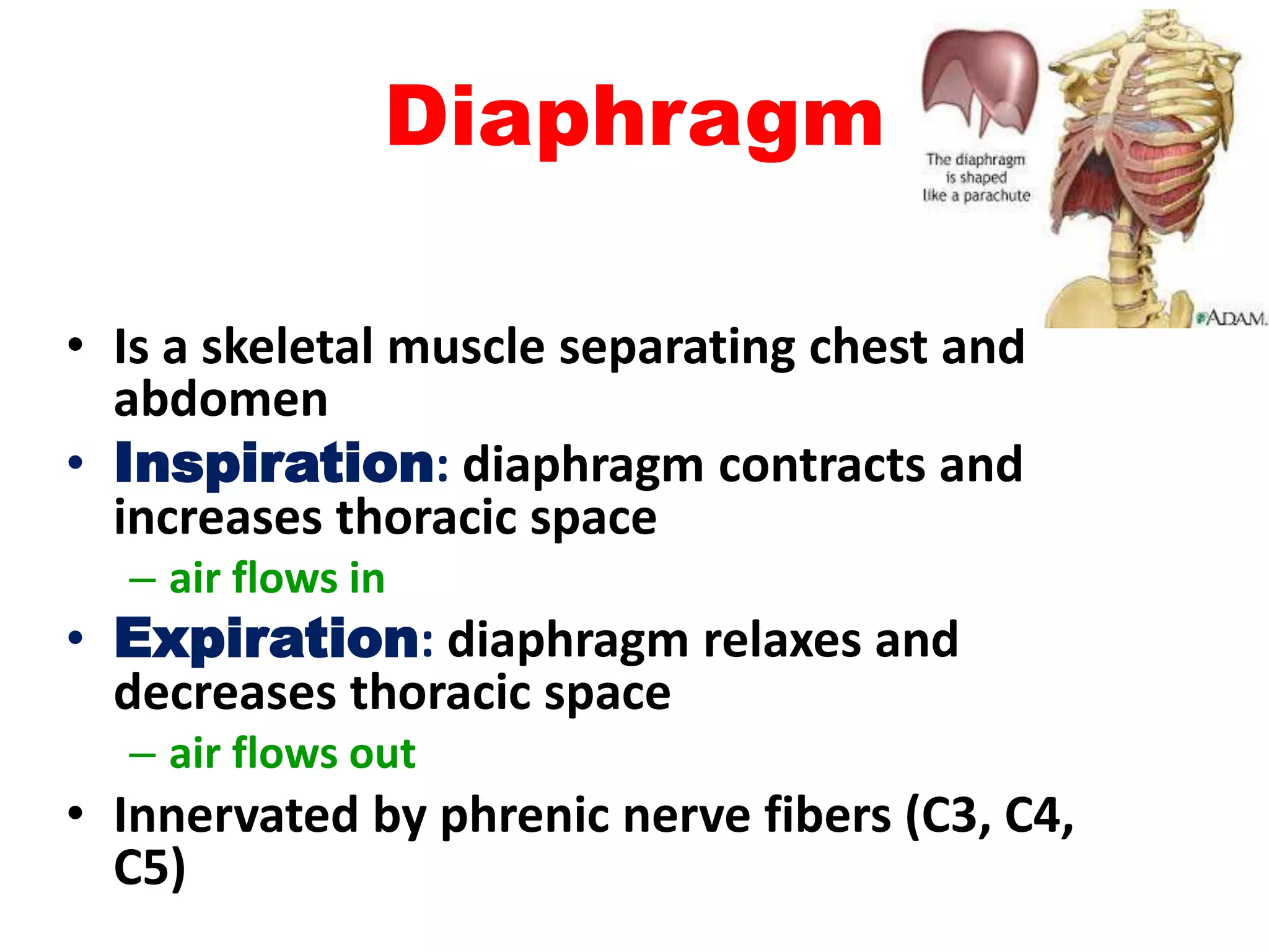 Respiratory System unit-I cop.pptx