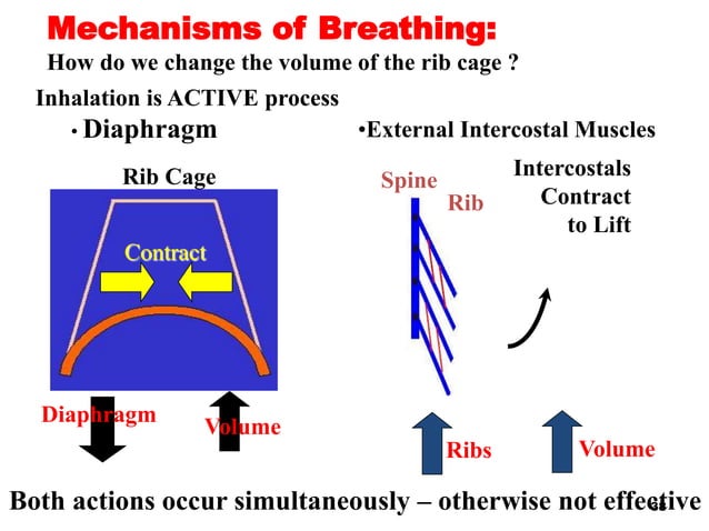 Respiratory System unit-I cop.pptx