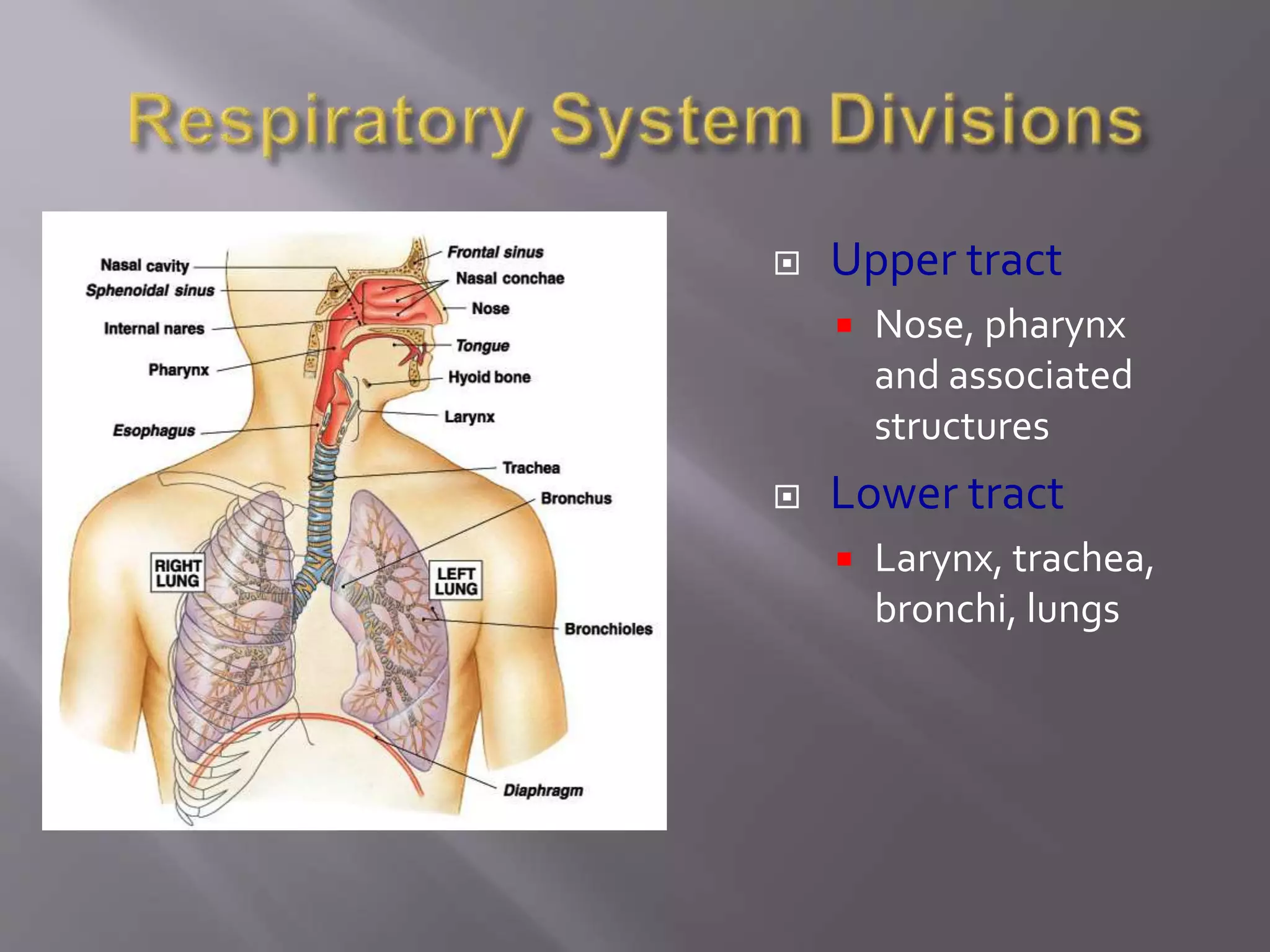 Respiratory system, physiology of respiratory system and neural control ...