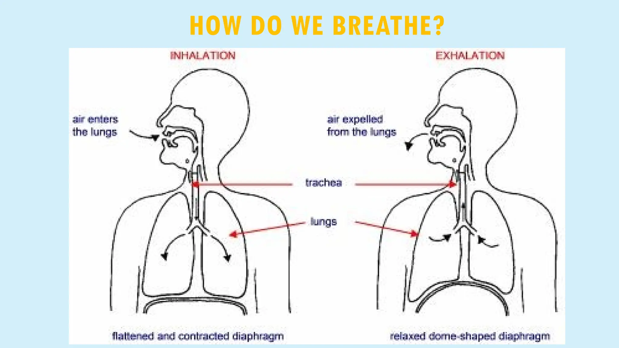 respiratory system year 8.pptx cambridge | PPTX