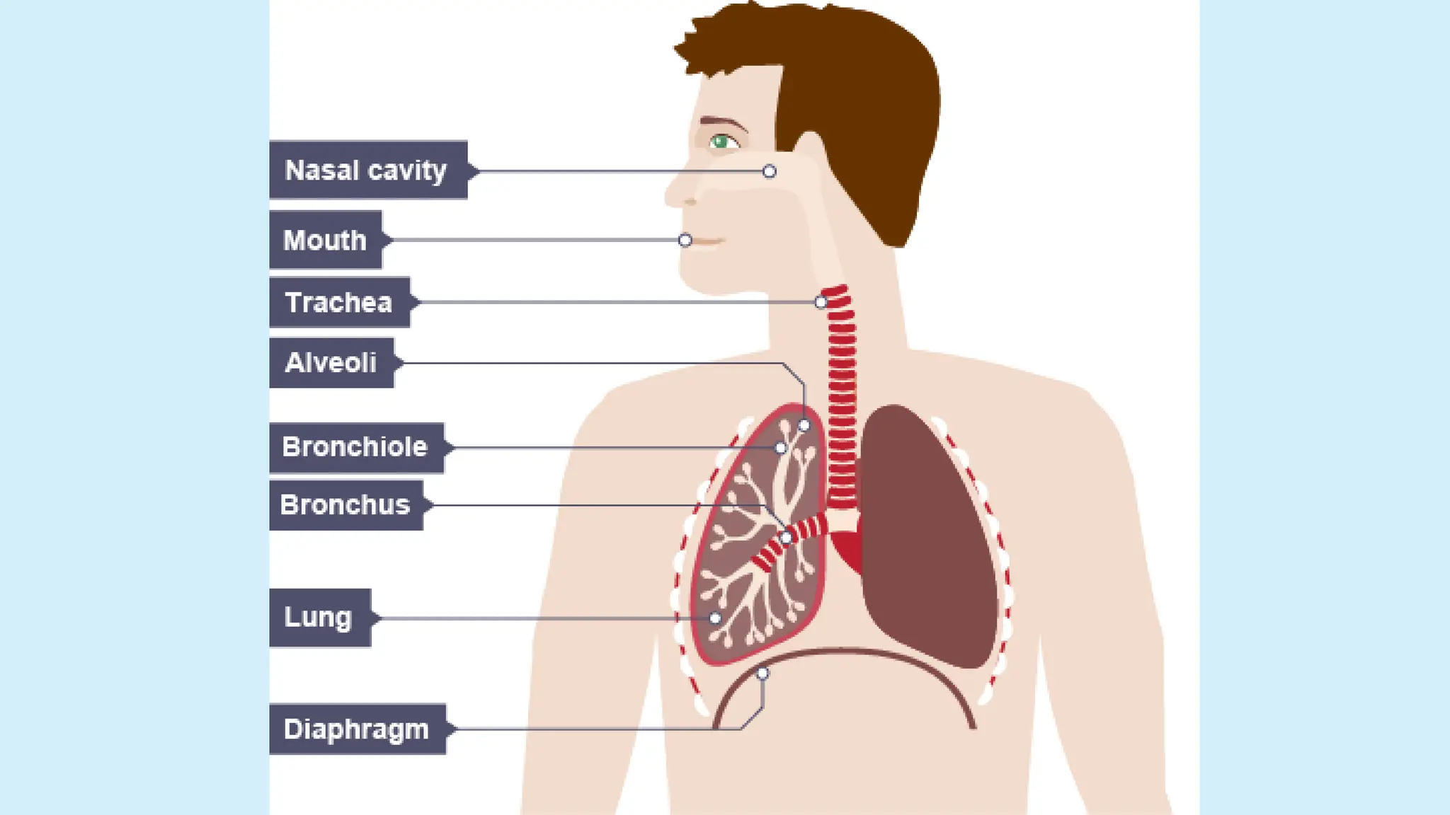 respiratory system year 8.pptx cambridge | PPTX