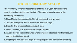 respiratory system year 8.pptx cambridge | PPTX