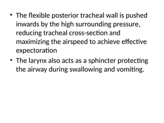 Respiratory tract (brief overview) .pptx