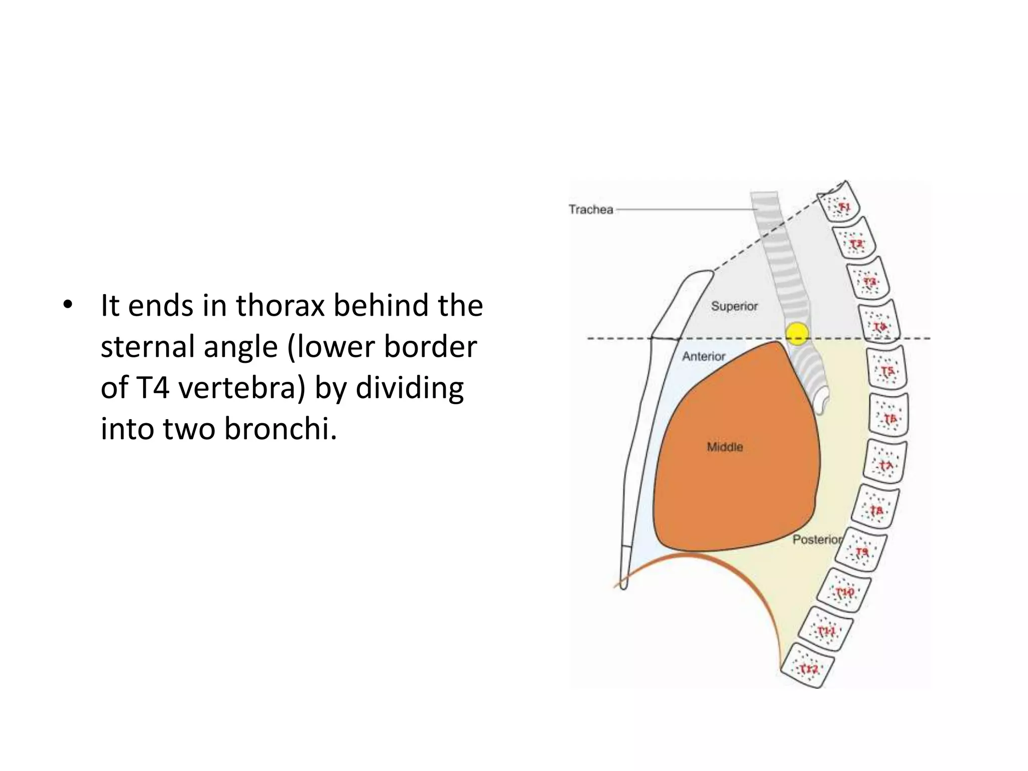Respiratory & Urinary Systems - Anatomy | PPTX