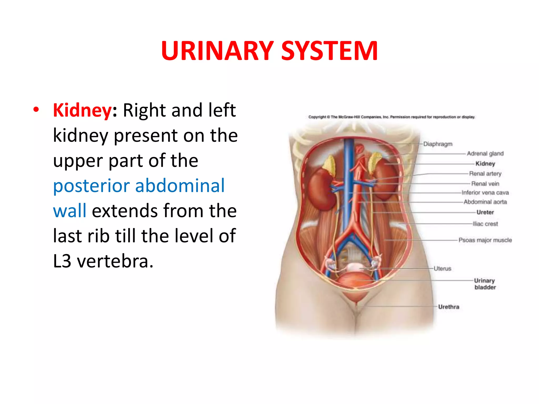 Respiratory & Urinary Systems - Anatomy | PPTX