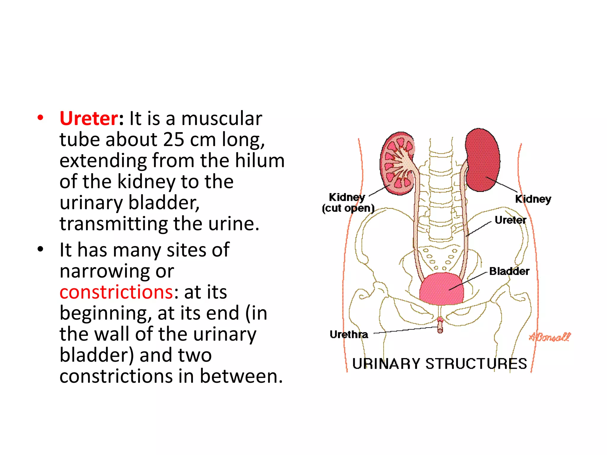 Respiratory & Urinary Systems - Anatomy | PPTX