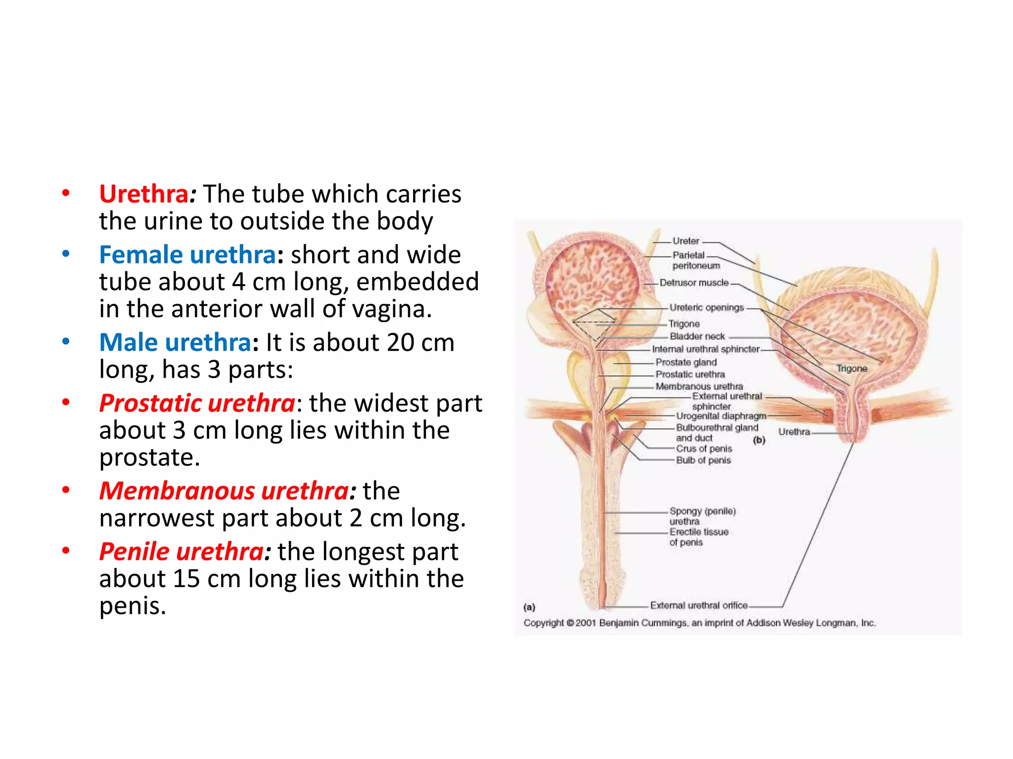 Respiratory & Urinary Systems - Anatomy | PPTX