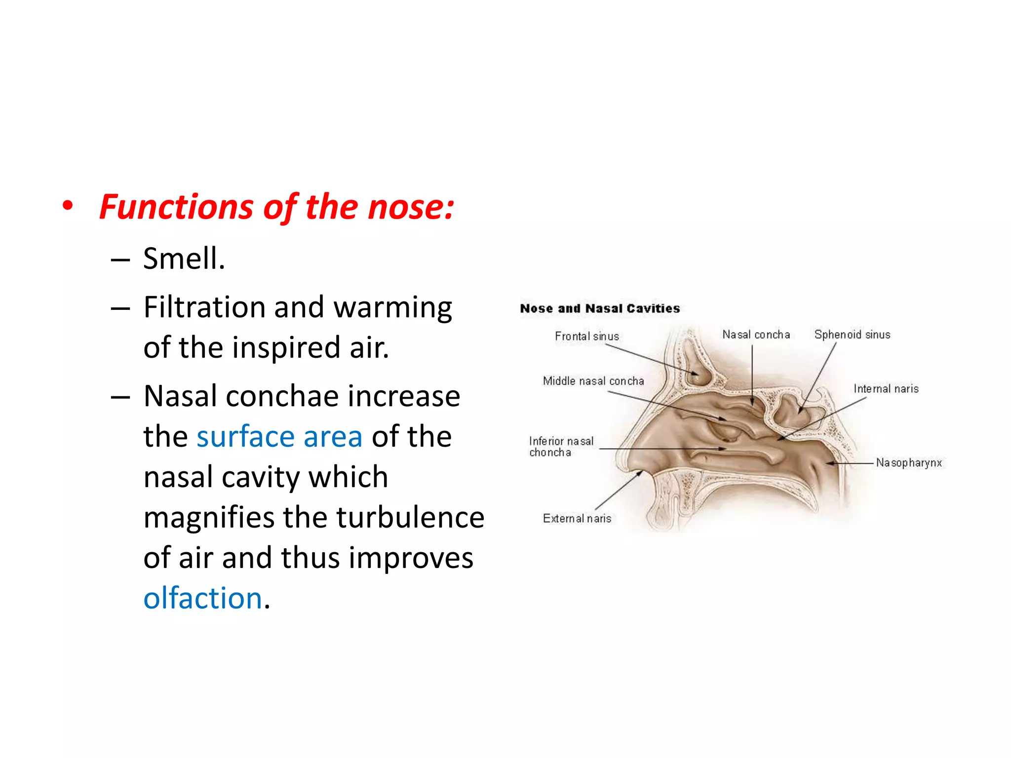 Respiratory & Urinary Systems - Anatomy | PPTX