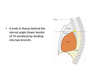 Respiratory & Urinary Systems - Anatomy | PPTX