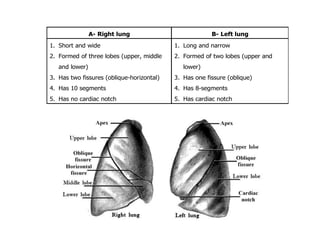 Respiratory & Urinary Systems - Anatomy | PPTX