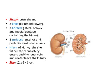 Respiratory & Urinary Systems - Anatomy | PPTX