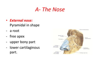 Respiratory & Urinary Systems - Anatomy | PPTX